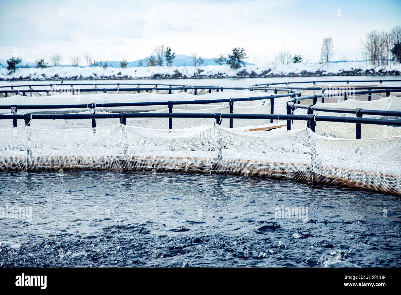 Fish farm for breeding for rainbow trout and salmon fry in net cages ...