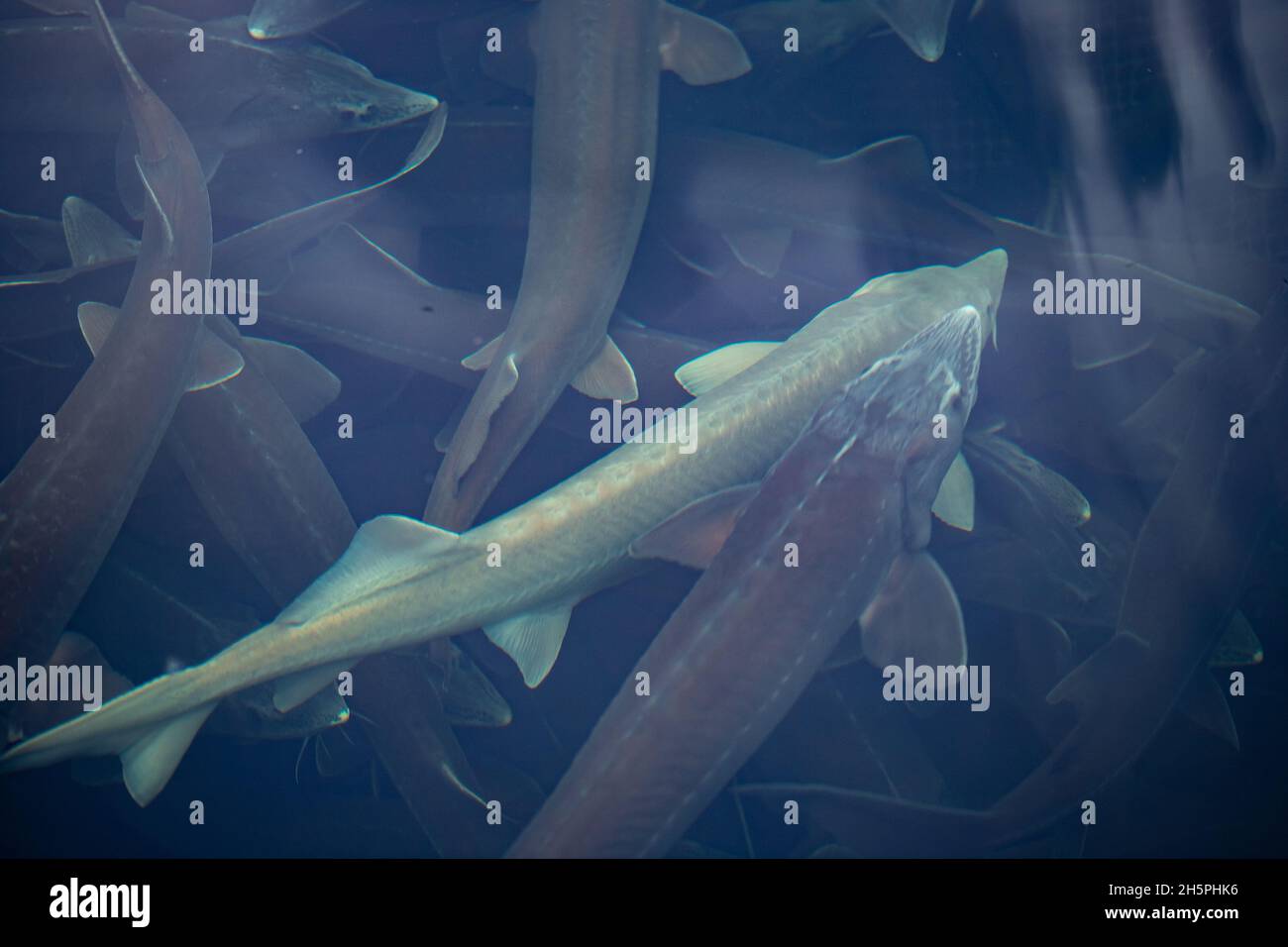 Closeup sturgeon fish farm for breeding. Concept aquaculture ...