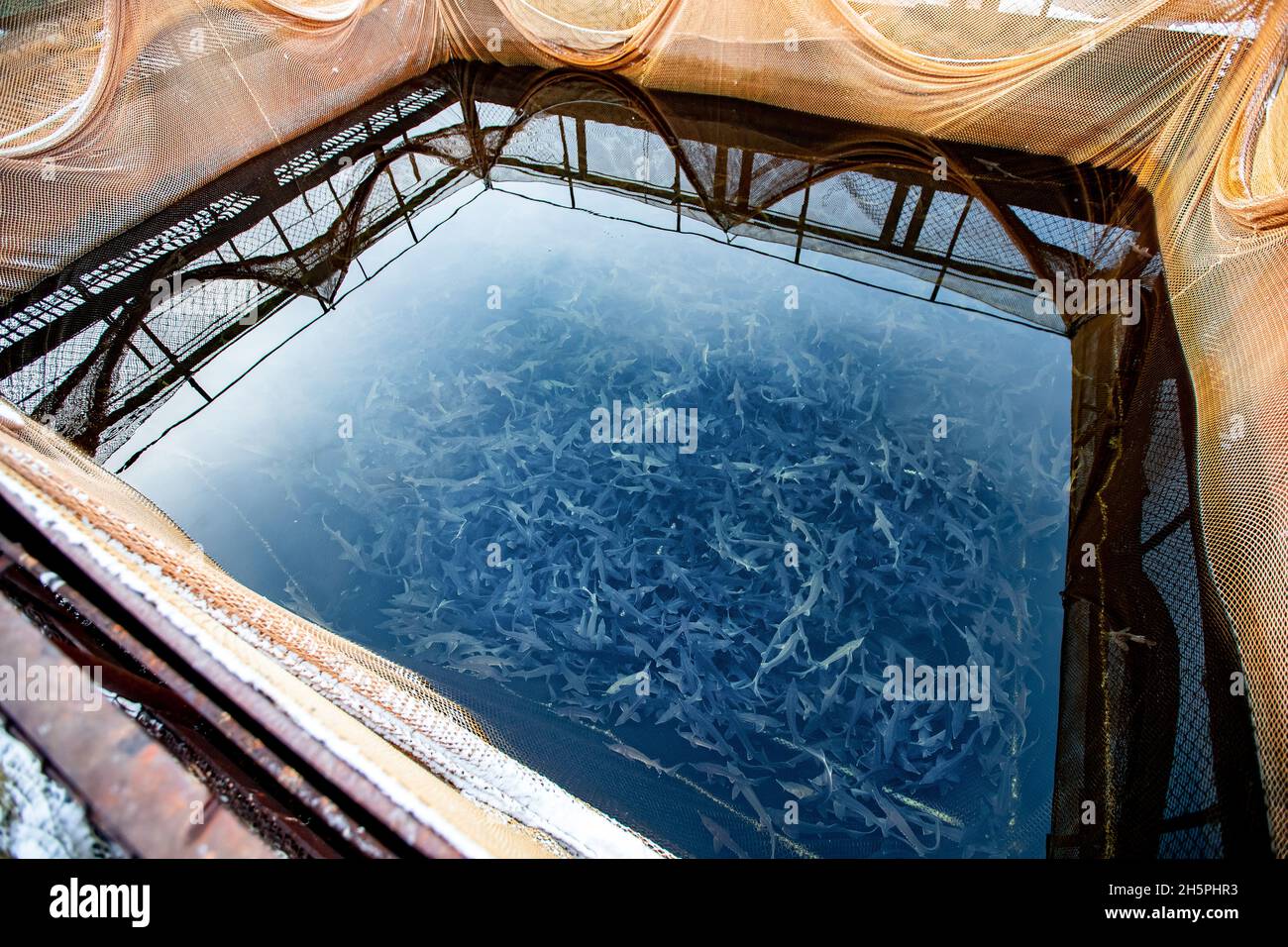 Fish farm for breeding sturgeon fry. Concept aquaculture pisciculture ...