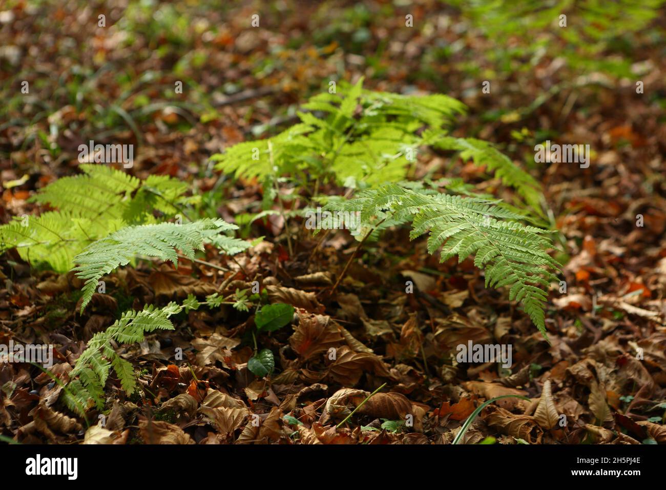 Fern bush near decorative stones Stock Photo - Alamy