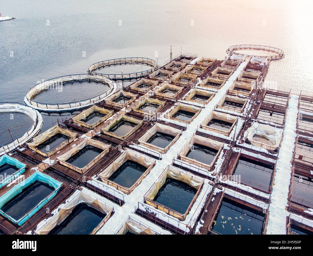 Farm fish salmon and sturgeon aquaculture blue water floating cages ...