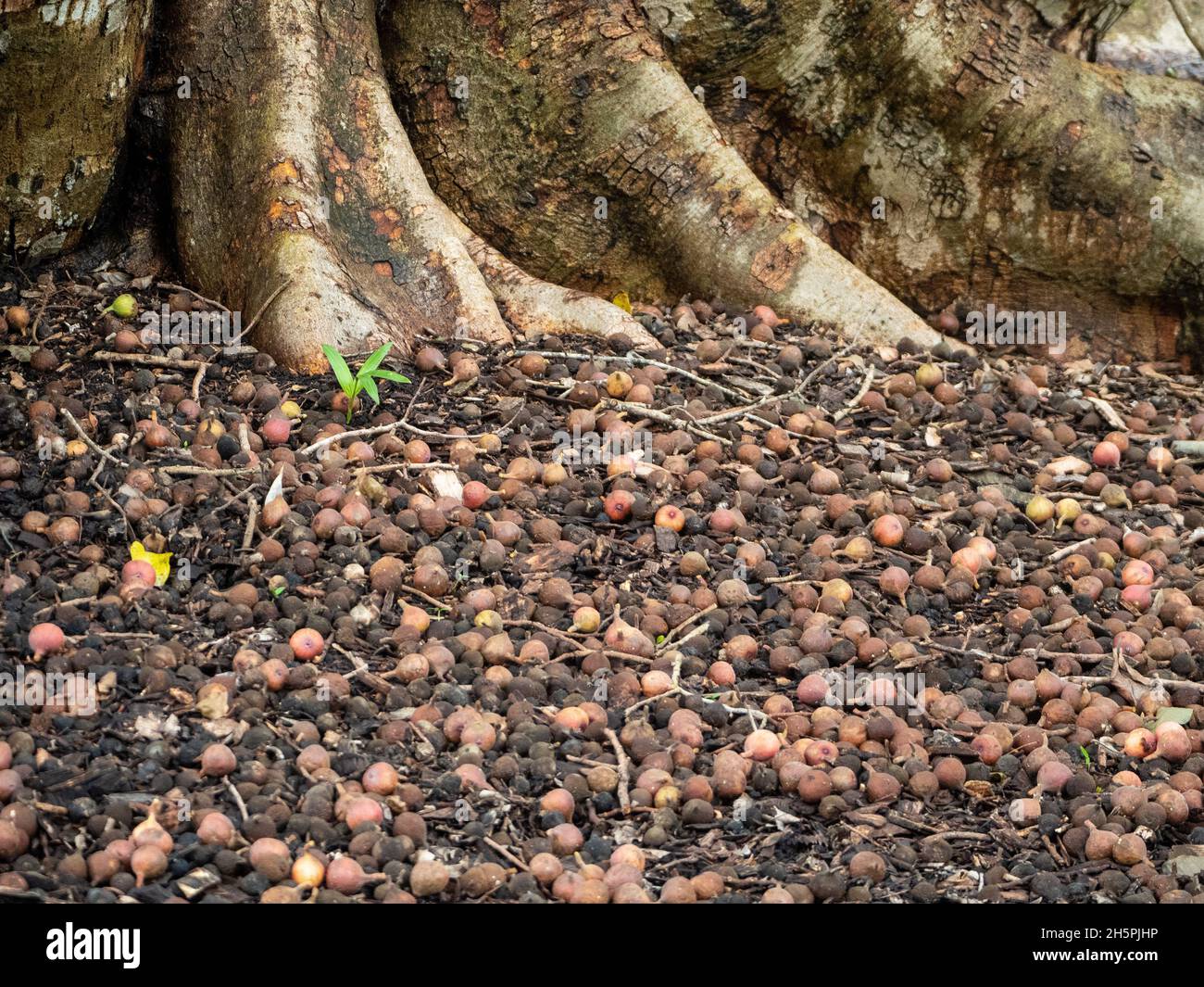 An abundance of edible fruit of the Large Leaved Bayan or Ficus Virens ...