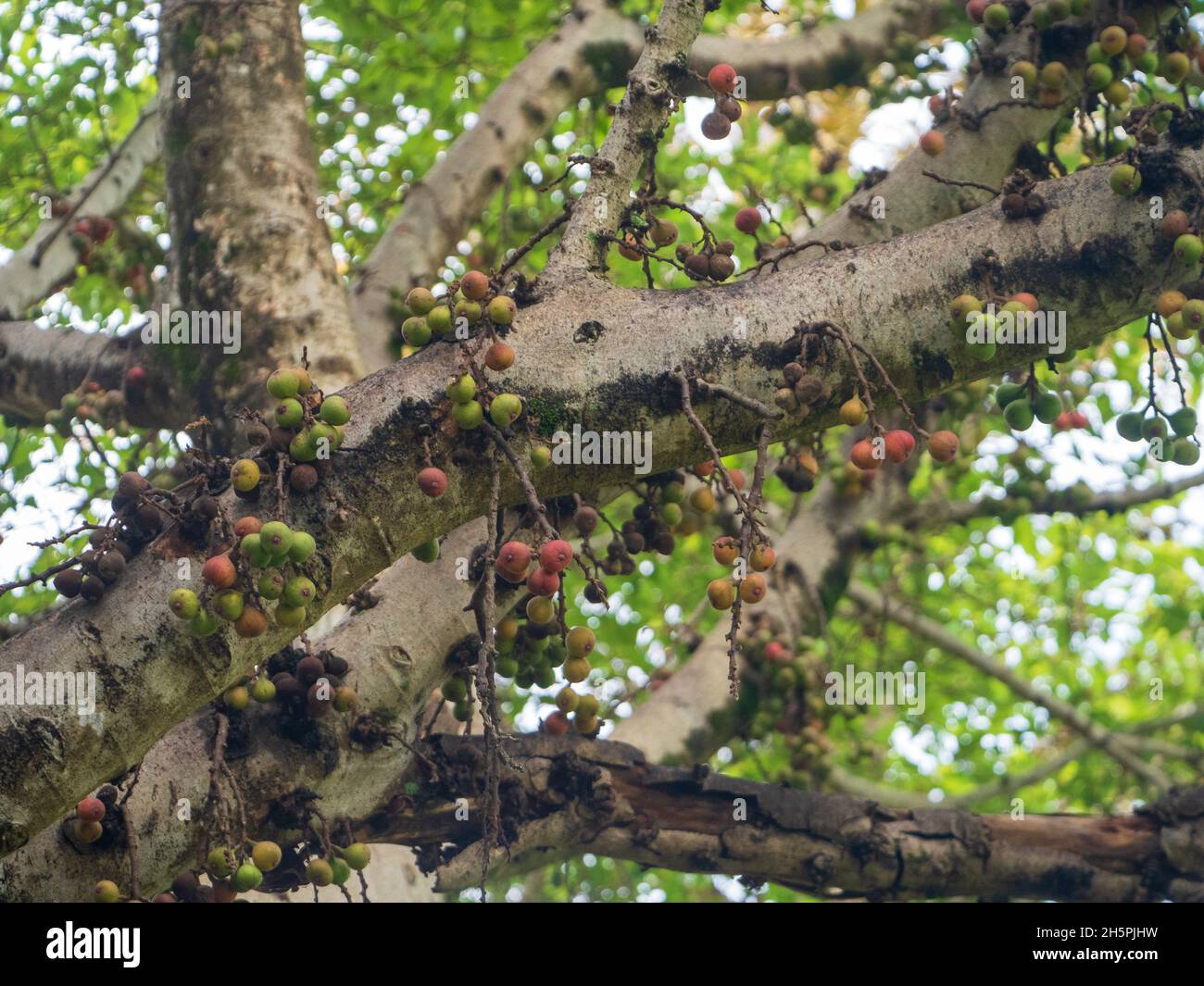 Edible fruit on the branches of the Large Leaved Bayan or Ficus Virens ...