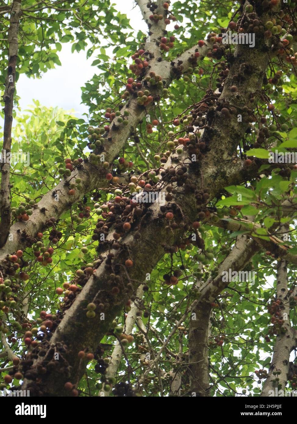 Edible fruit on the branches of the Large Leaved Bayan or Ficus Virens ...