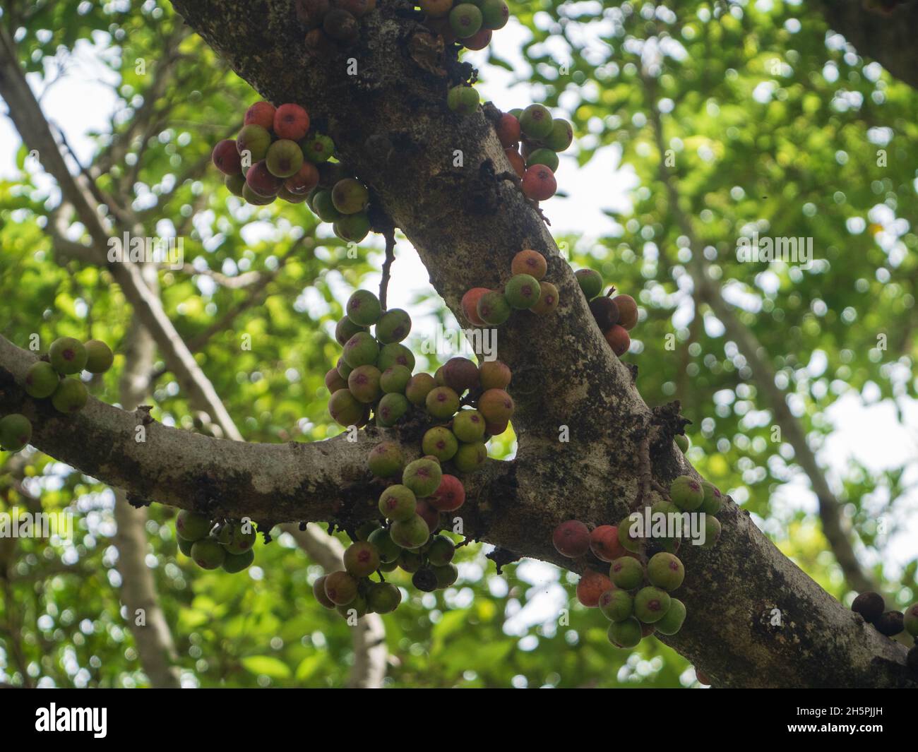 Edible fruit on the branches of the Large Leaved Bayan or Ficus Virens ...