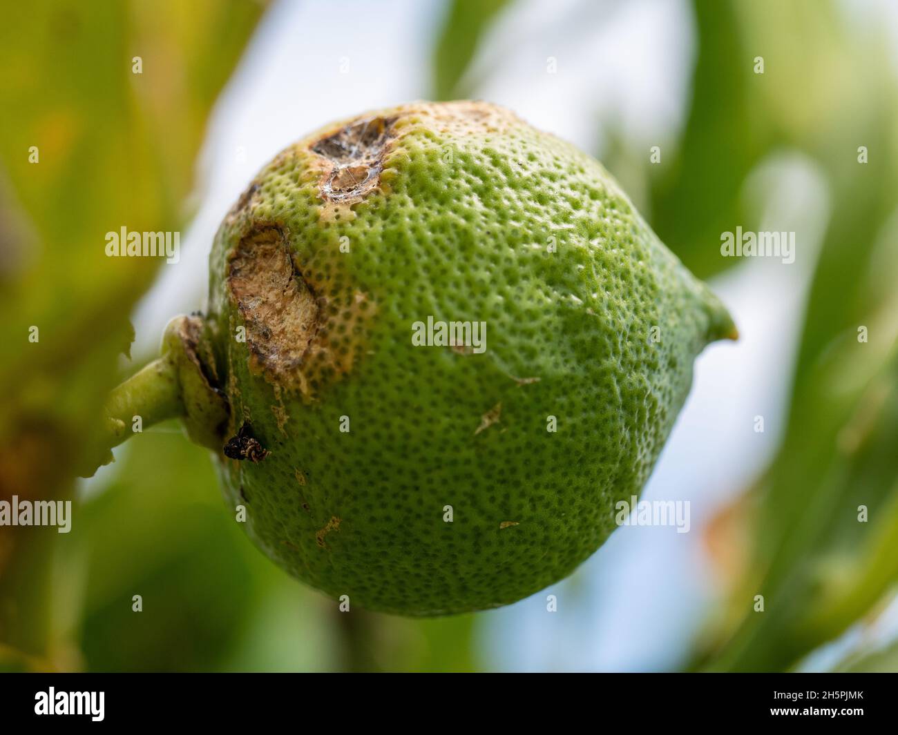 Fruit, after the storms, hail damaged lime, green citrus and leaves ...