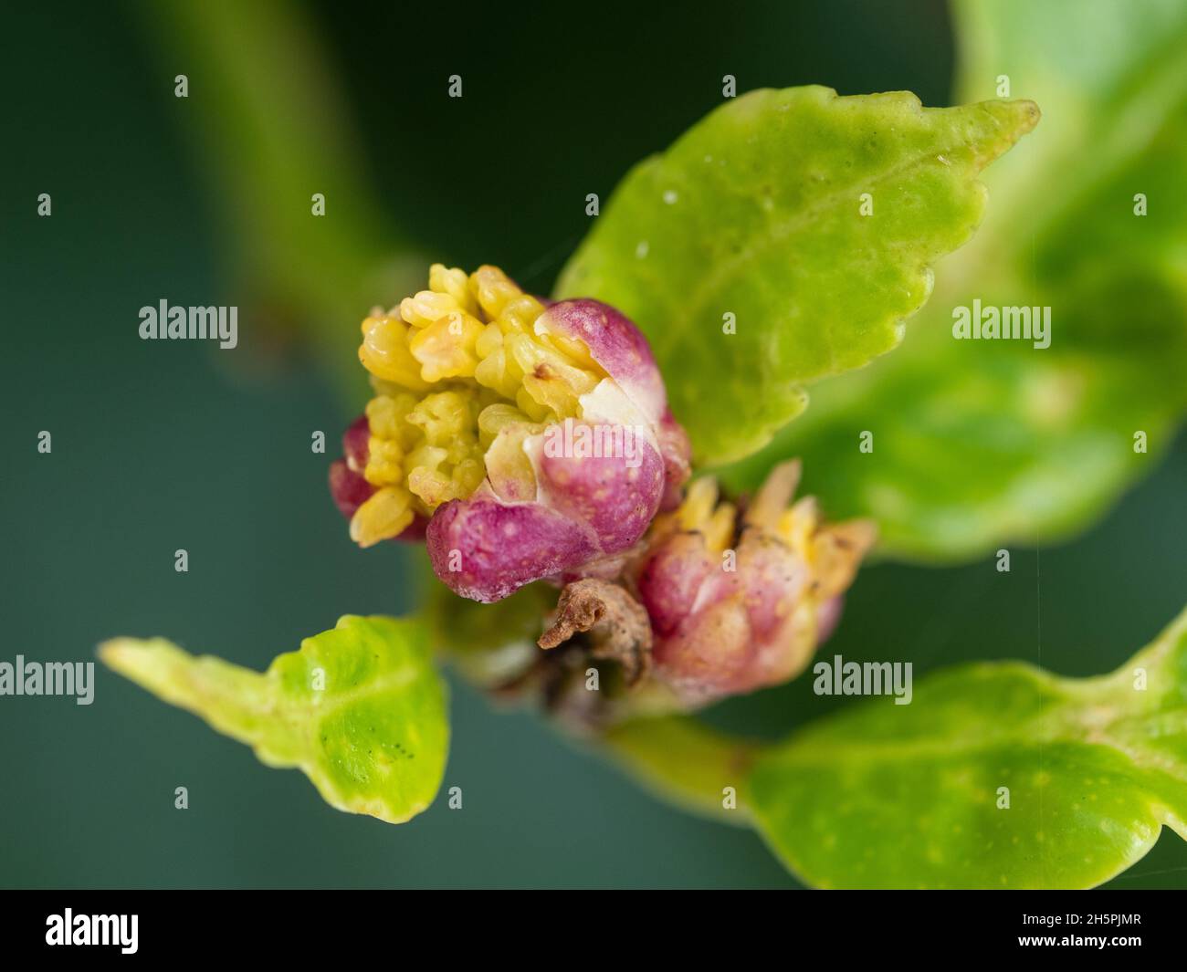 Lemon Tree Flowers High Resolution Stock Photography and Images - Alamy