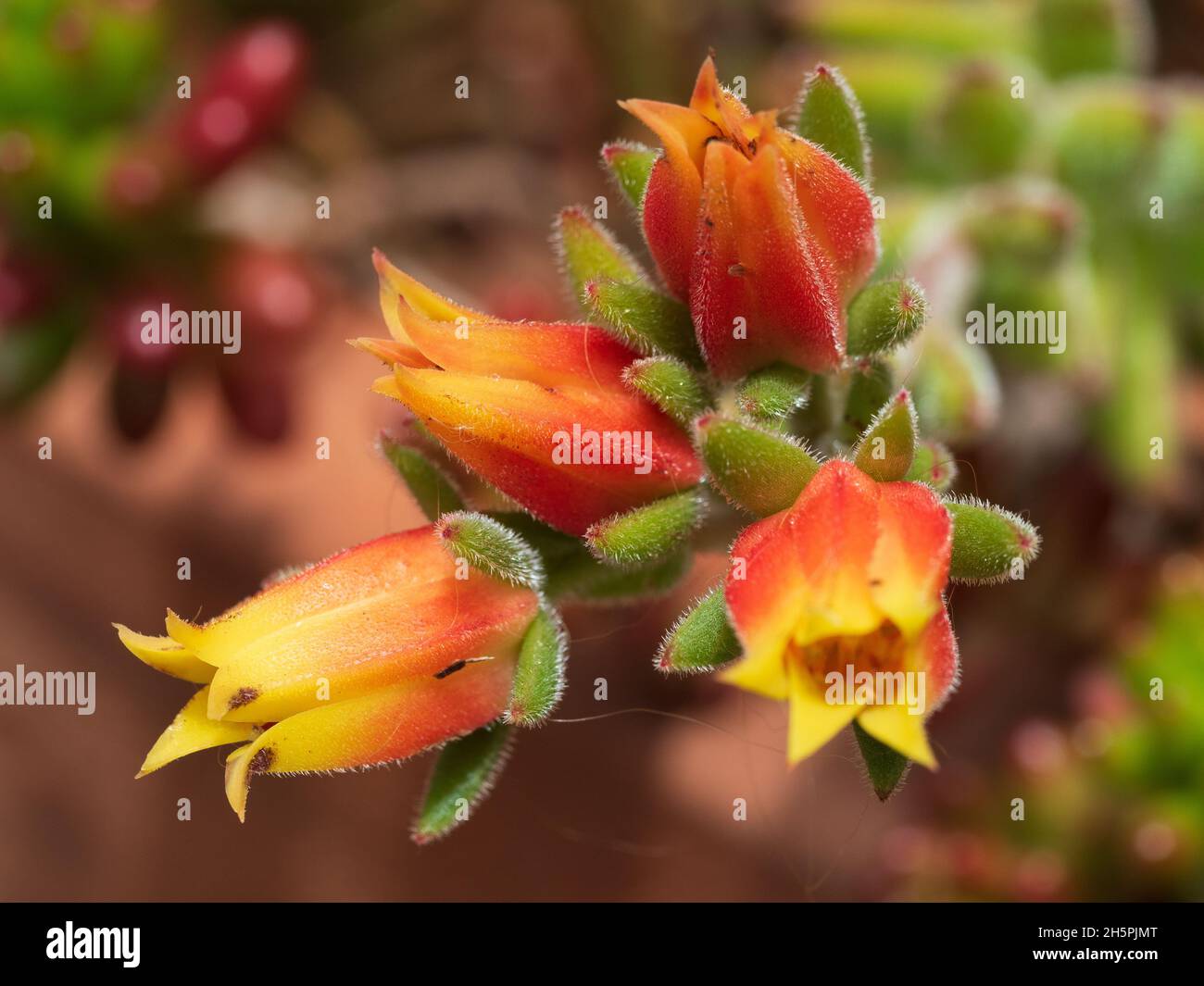 Closeup red and yellow flowers of succulent Chenille or Plush plant Echeveria Pulvinata Stock ...