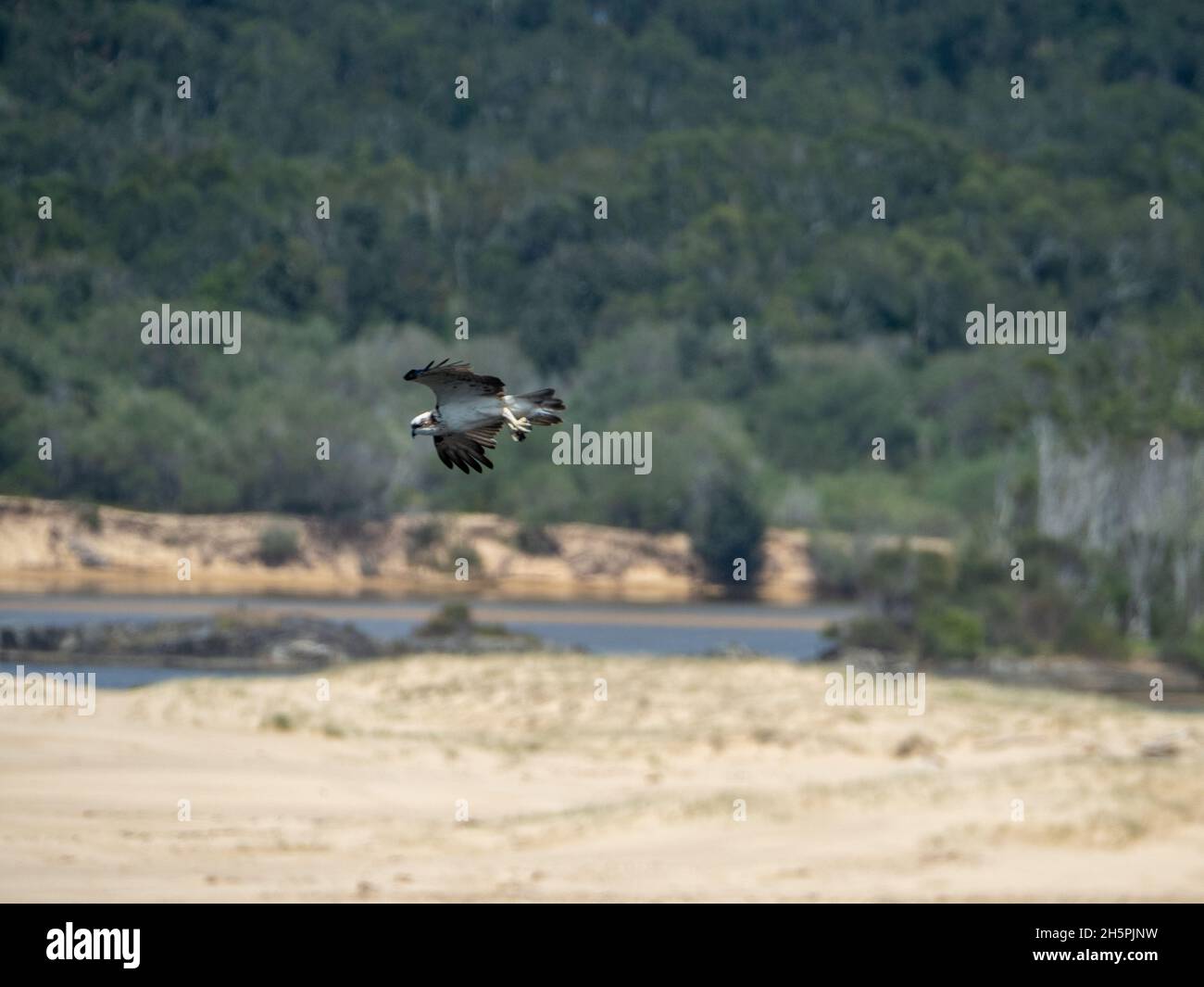 A magnificent Osprey or Seahawk, feet and Talons outstretched flying ...
