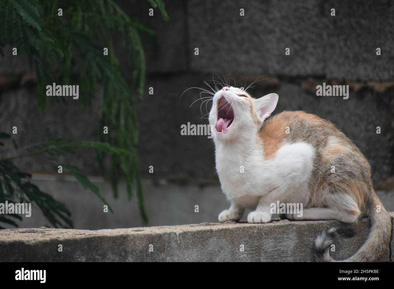 Cute cat hd pics hi-res stock photography and images - Alamy