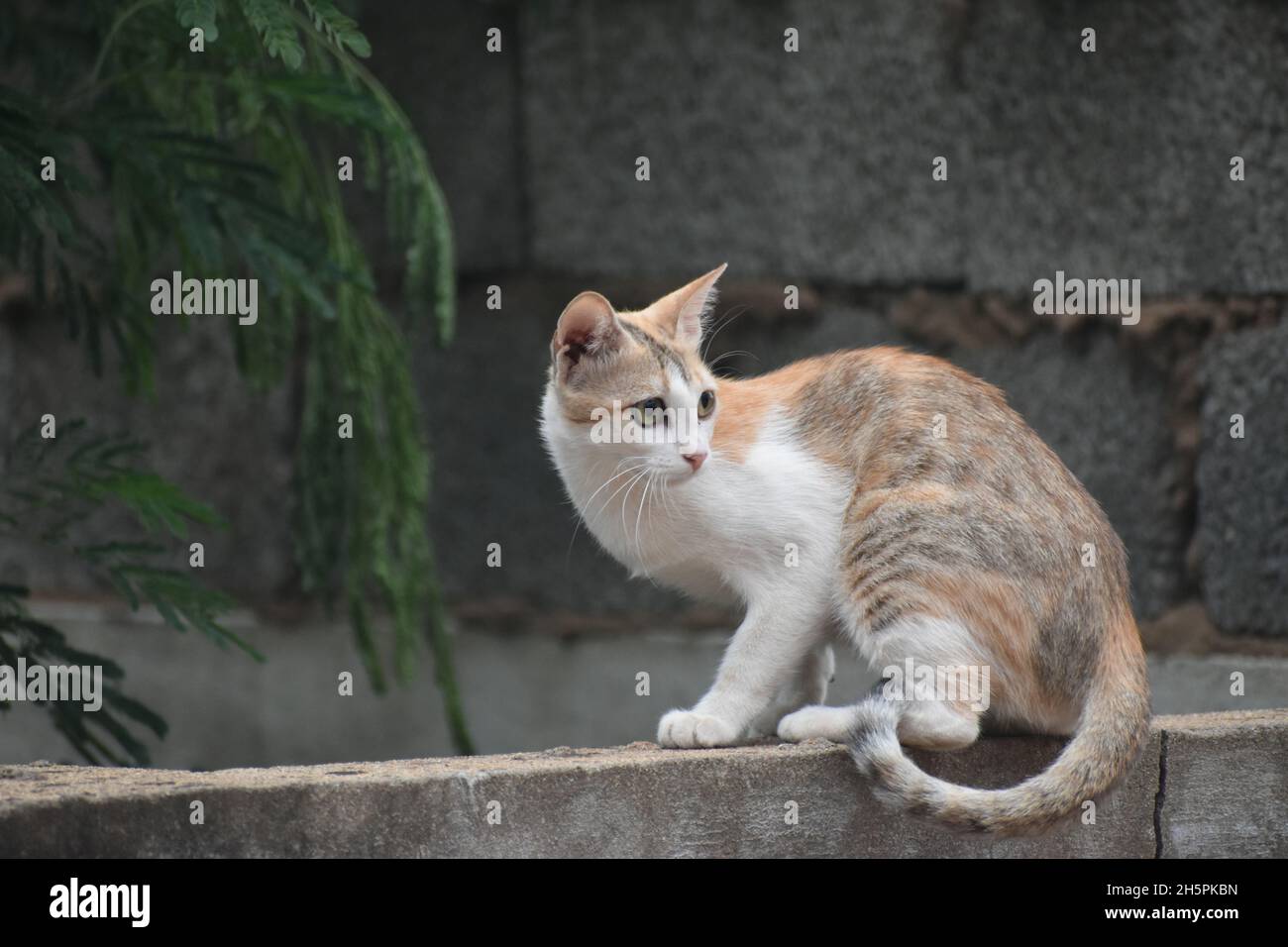 Cute Little Cat Yawning / Purring /Sitting Peacefully Stock Photo - Alamy
