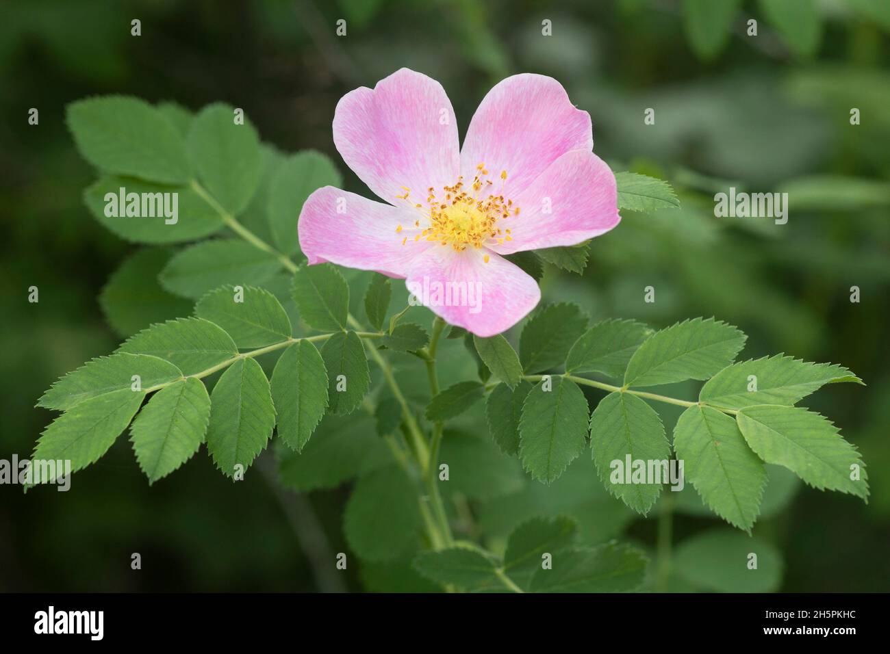 Wild rose flower and leaves in a nature park, Canada. Rosa species ...