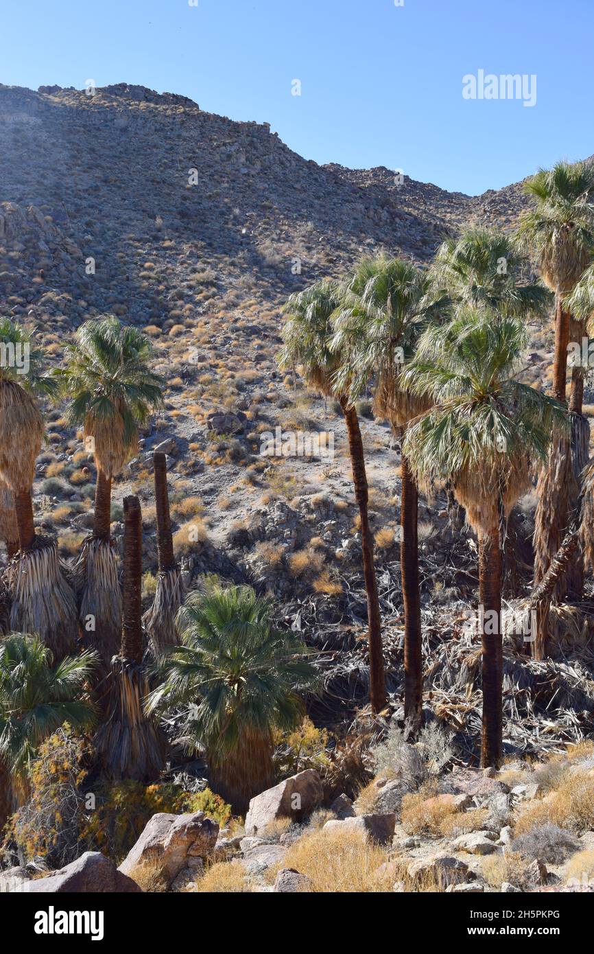 Grove of Desert Fan Palm (Washingtonia Fillifera) in an oasis near Palm ...