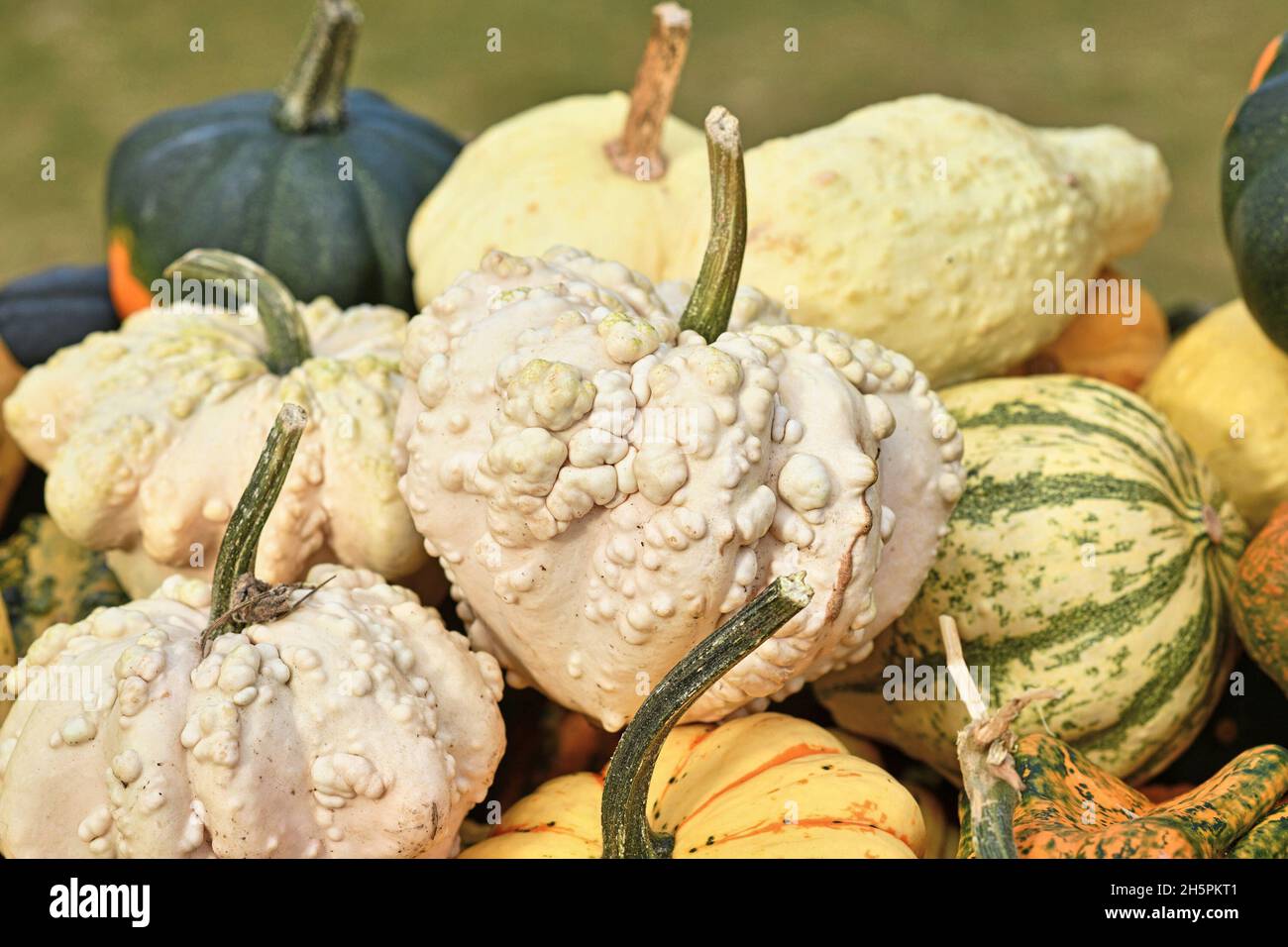 Warty squash hi-res stock photography and images - Alamy
