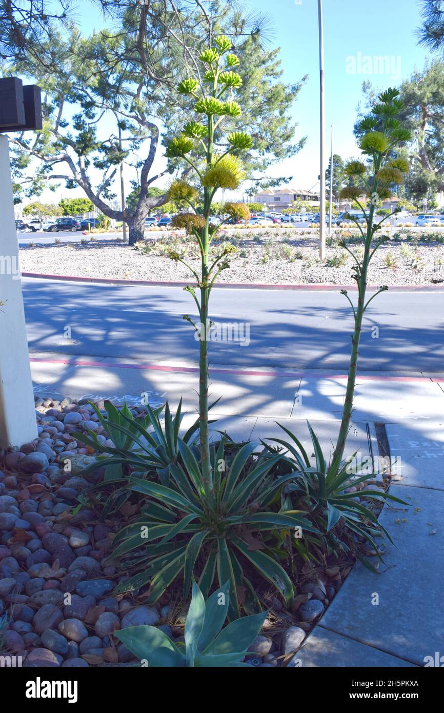 Agave blooming hi-res stock photography and images - Alamy