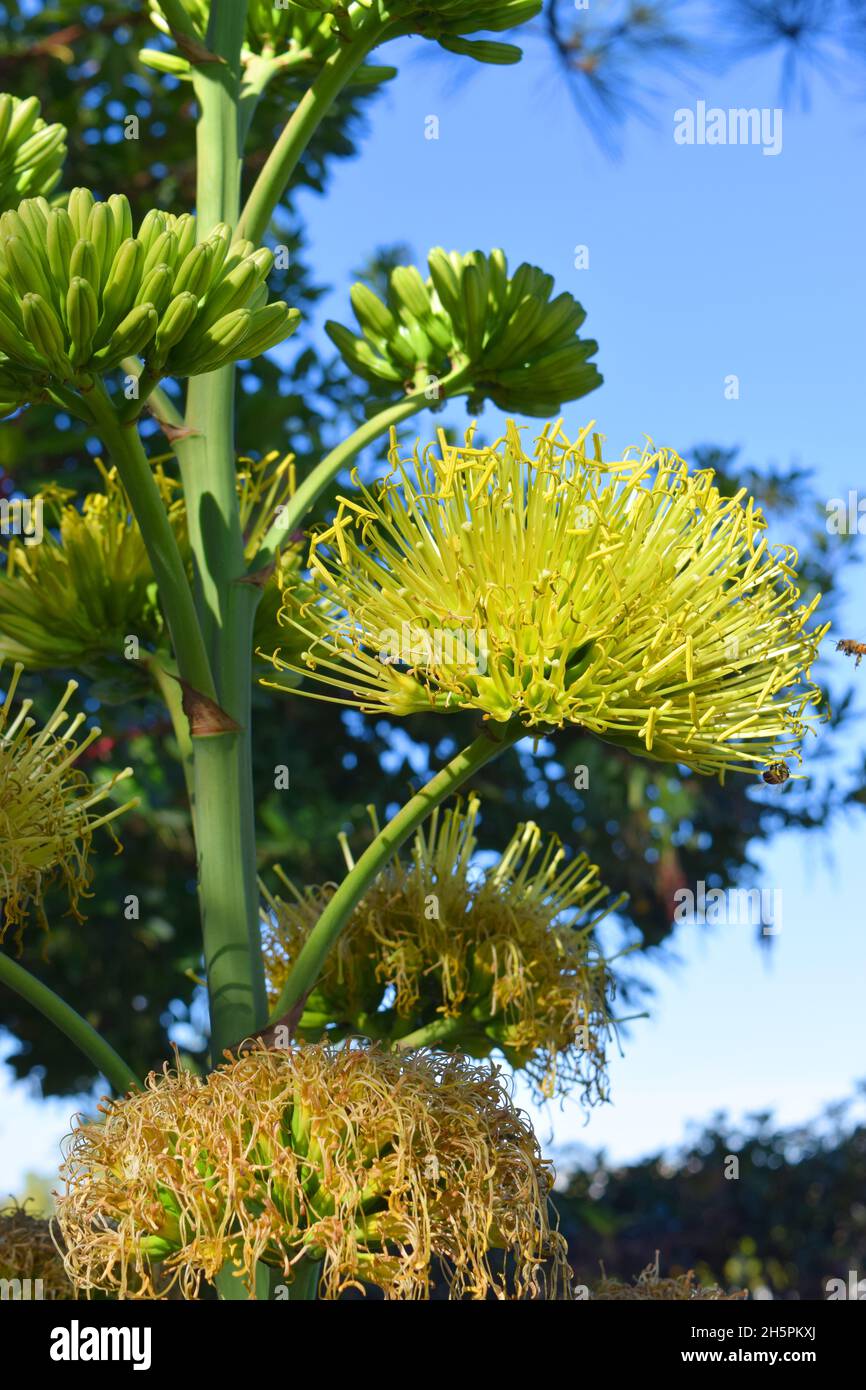 Agave flower stalk in bloom Stock Photo - Alamy