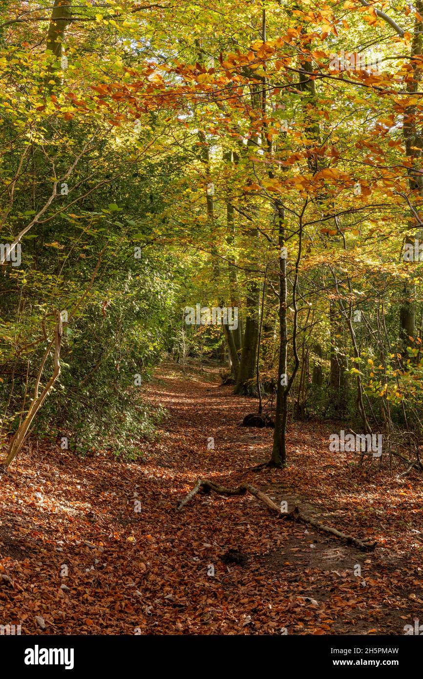 Woodland scene with autumn leaves hi-res stock photography and images ...