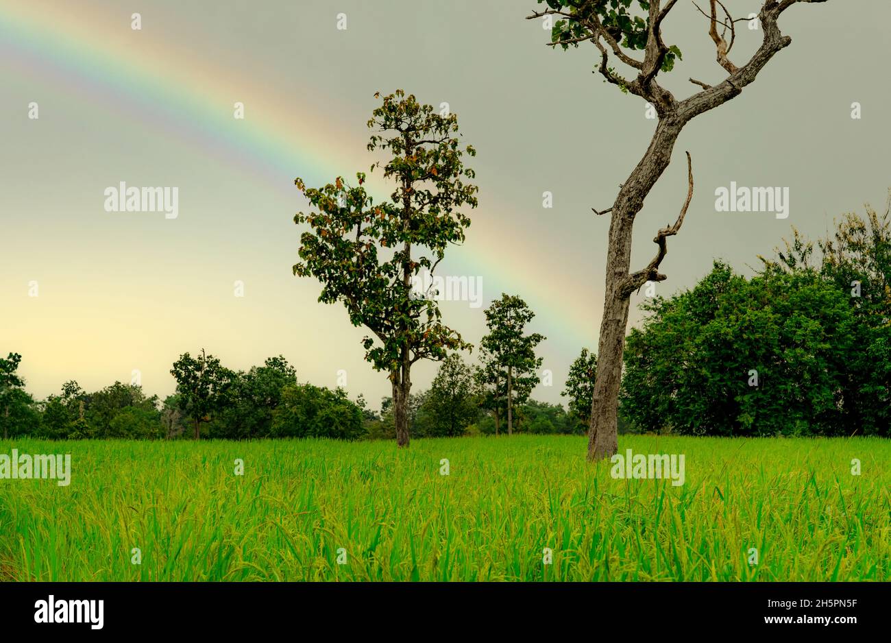 Rice plantation. Green rice paddy field. Rice growing agriculture ...
