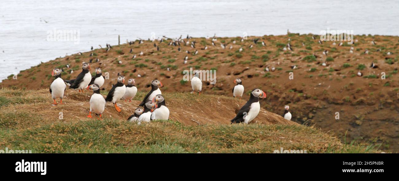 The atlantic puffin lives on the ocean and comes for nesting and ...