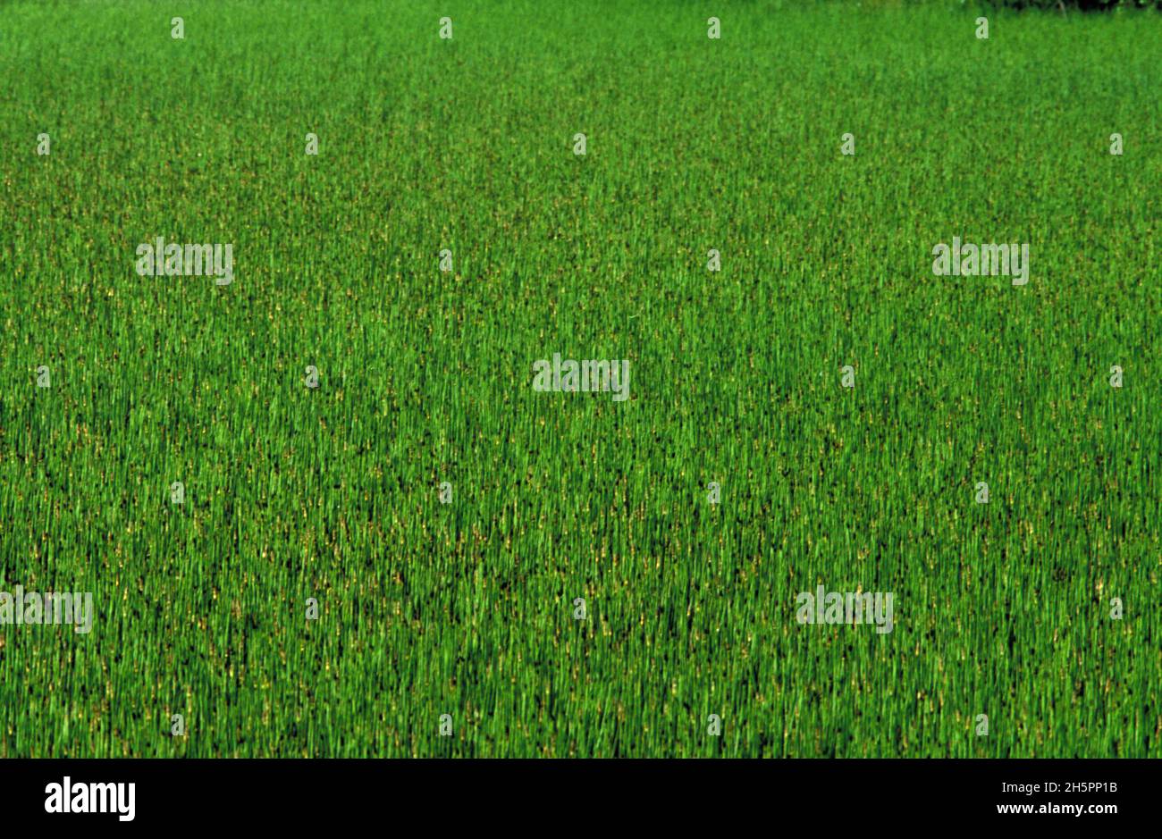 Green reed in shallow water hi-res stock photography and images - Alamy