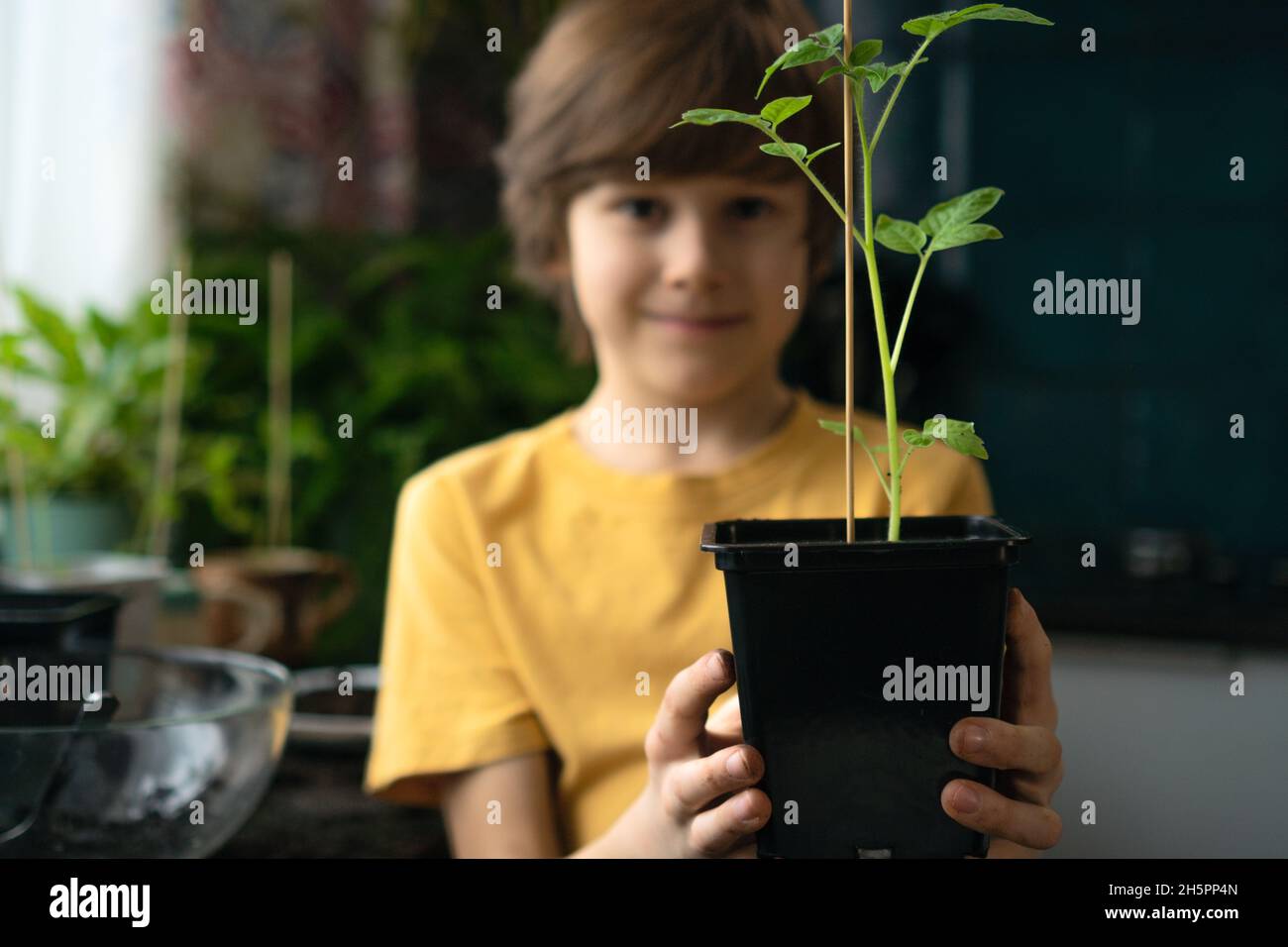 Little boy planting seedlings at home. An independent child is busy ...