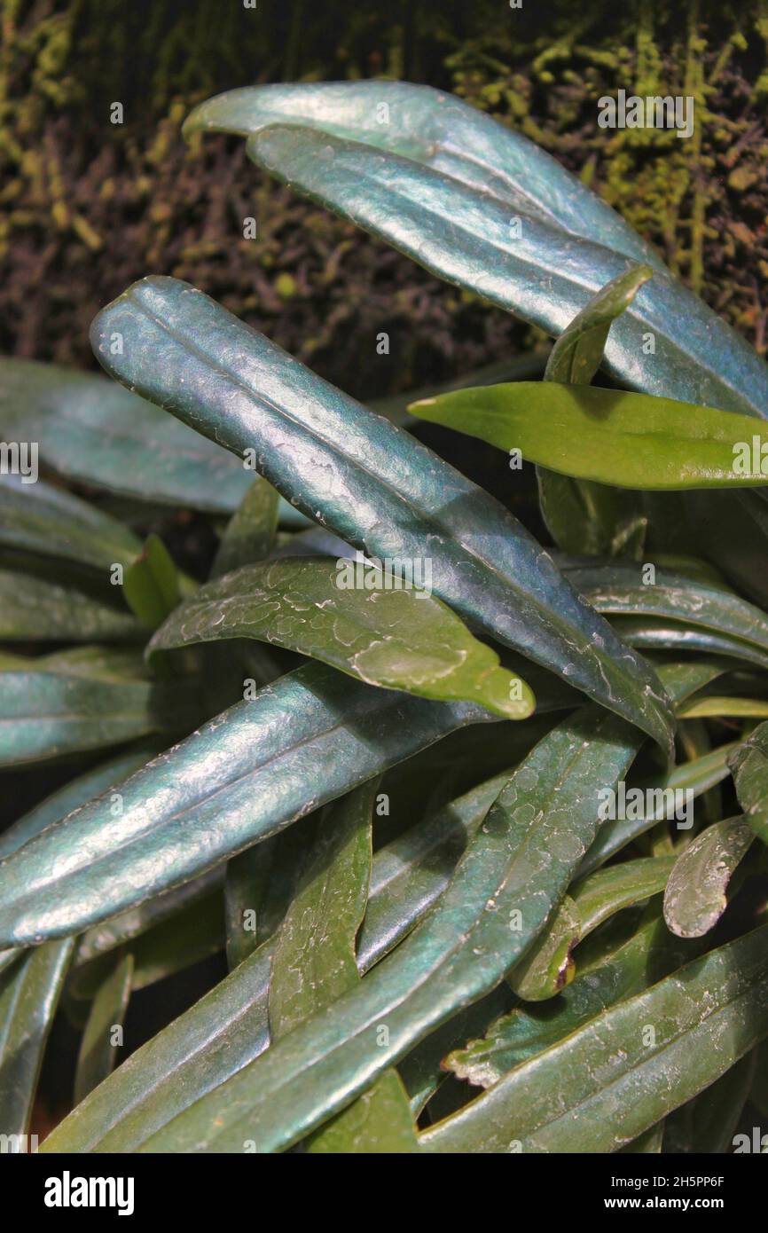 Very rare blue oil fern growing in the sunny meadow Stock Photo - Alamy