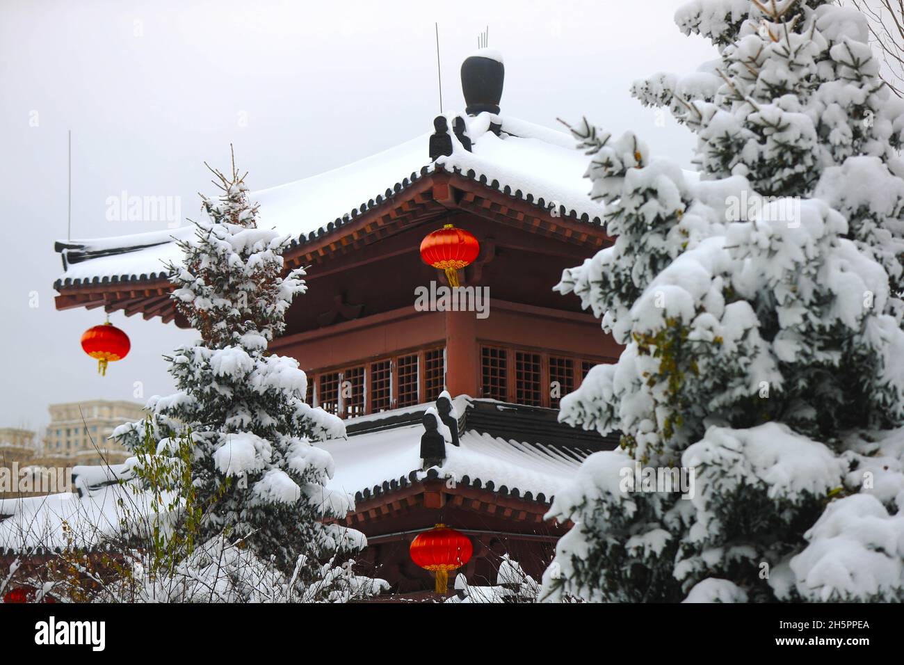 Shenyang. 9th Nov, 2021. Photo taken on Nov. 9, 2021 shows the snow ...