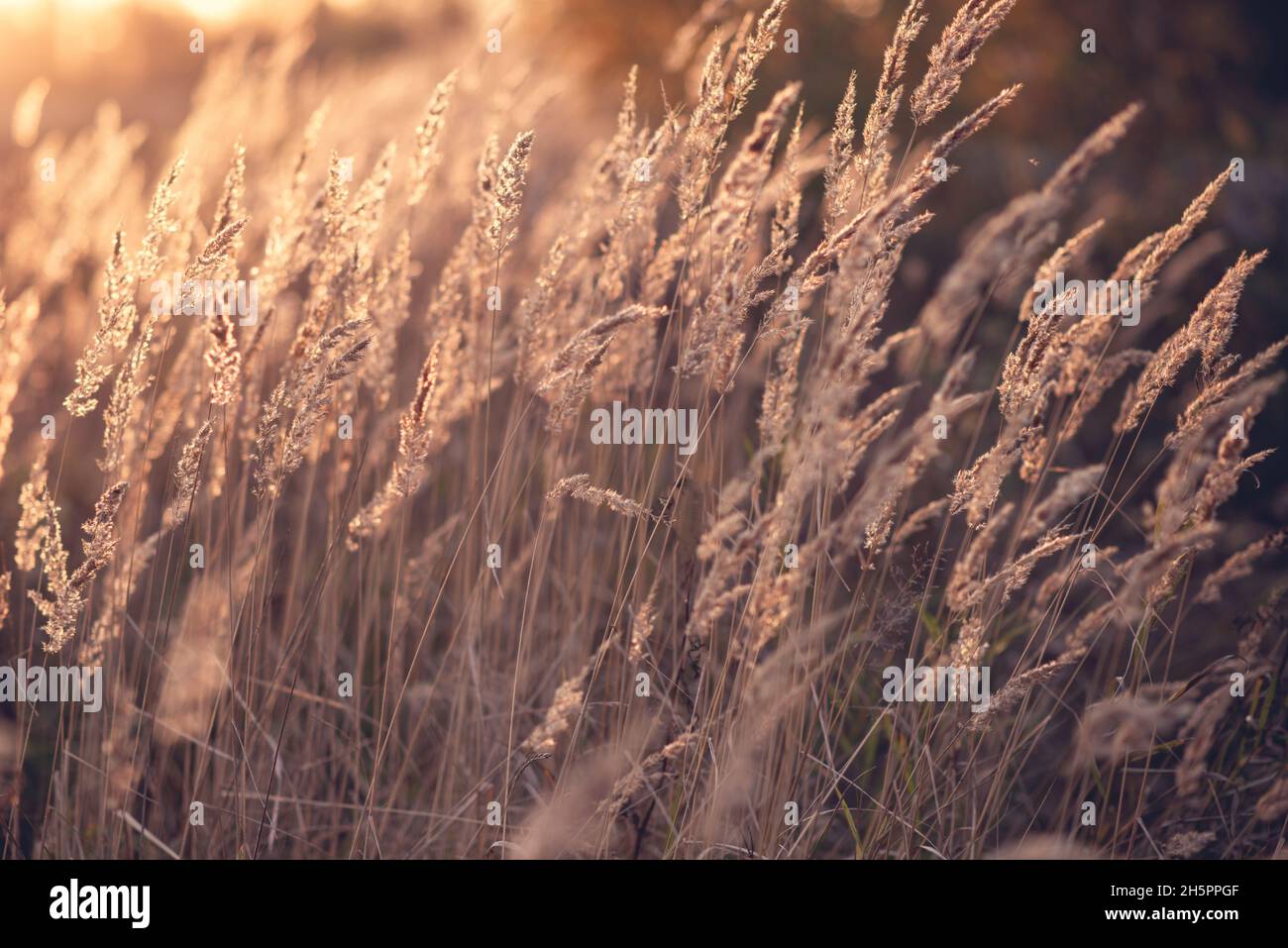Pampas Grass moving in the wind. Dry reed outside in a beautiful sunset ...