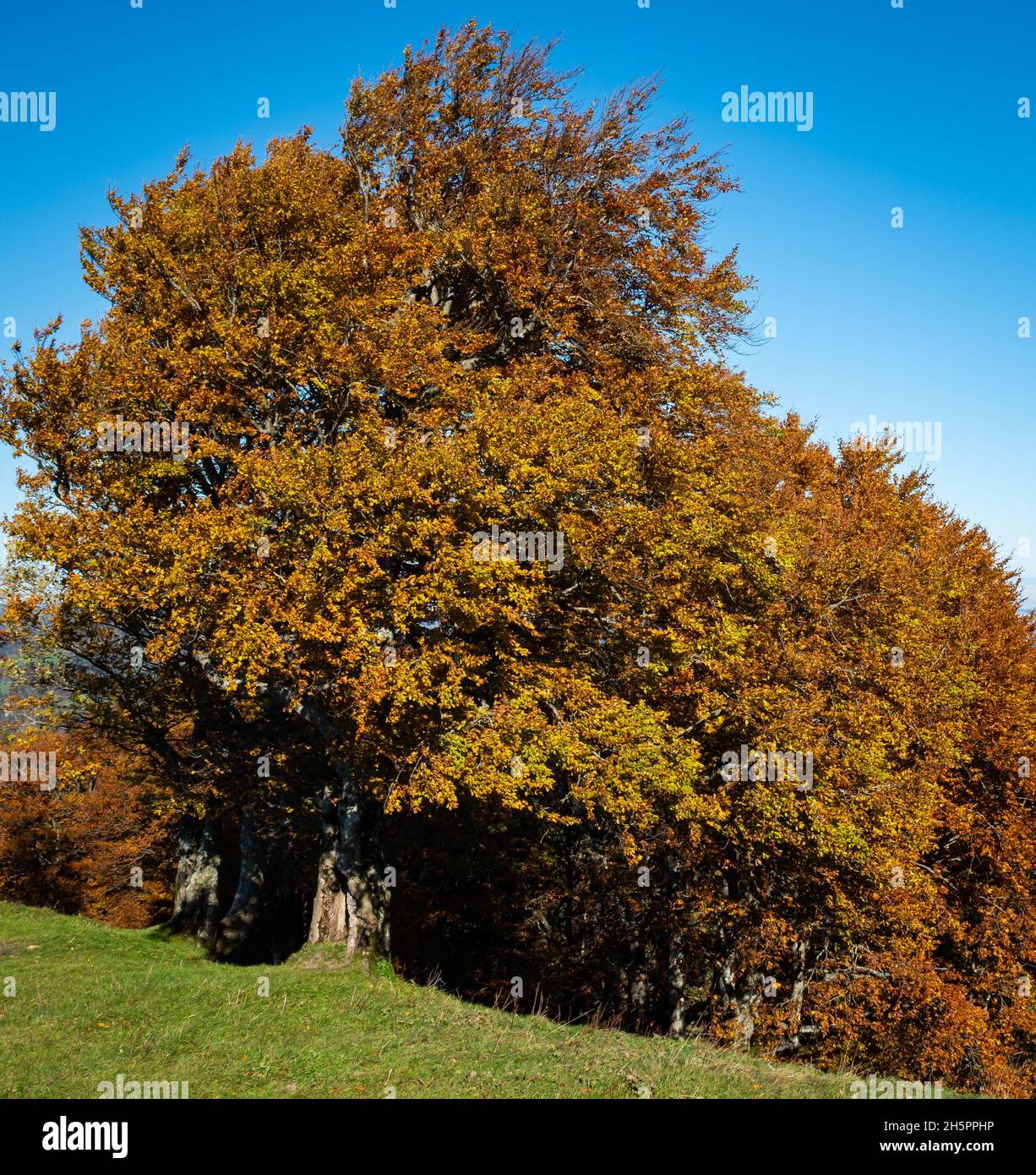 Mature broadleaf trees hi-res stock photography and images - Alamy