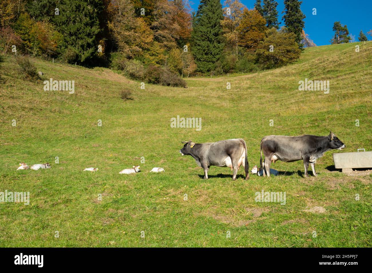 Two cows with their newborn baby cows on a paddock in the Swiss Alps ...