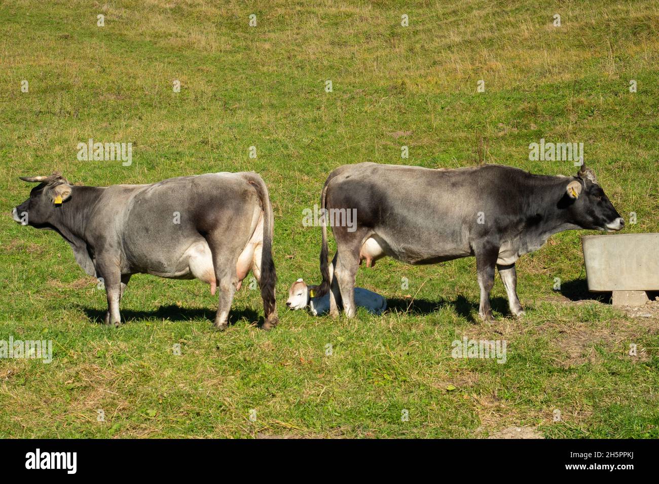 Two cows with their newborn baby cows on a paddock in the Swiss Alps ...