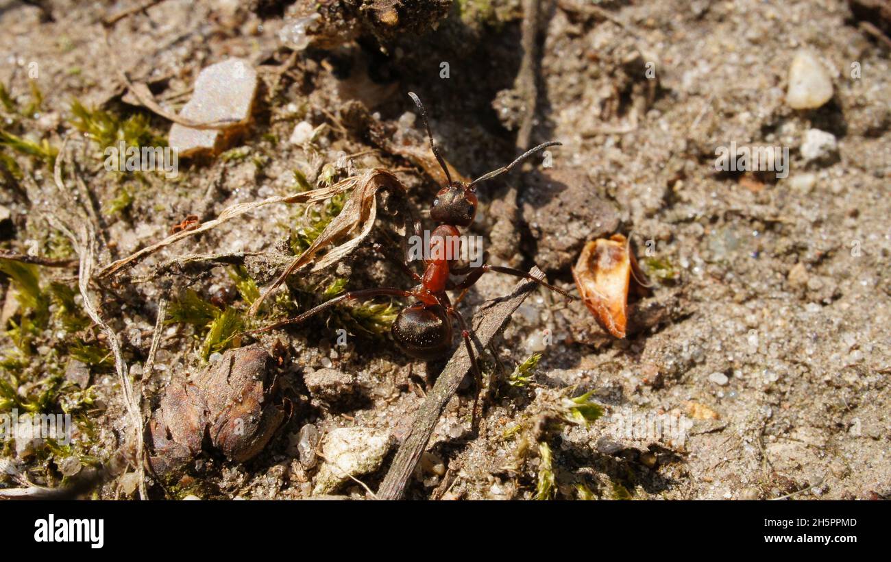 Ant collecting food in close up . the small industrious insects are ...