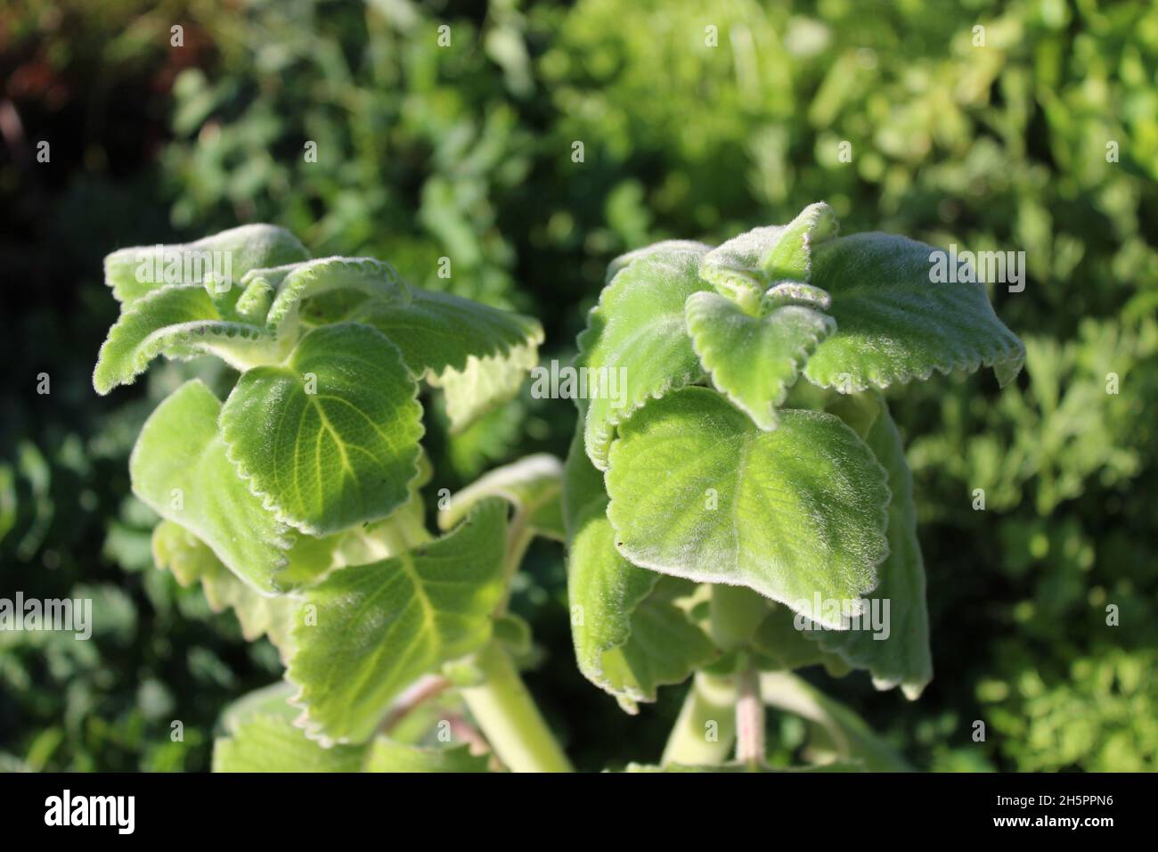 Australian lemon leaf hi-res stock photography and images - Alamy