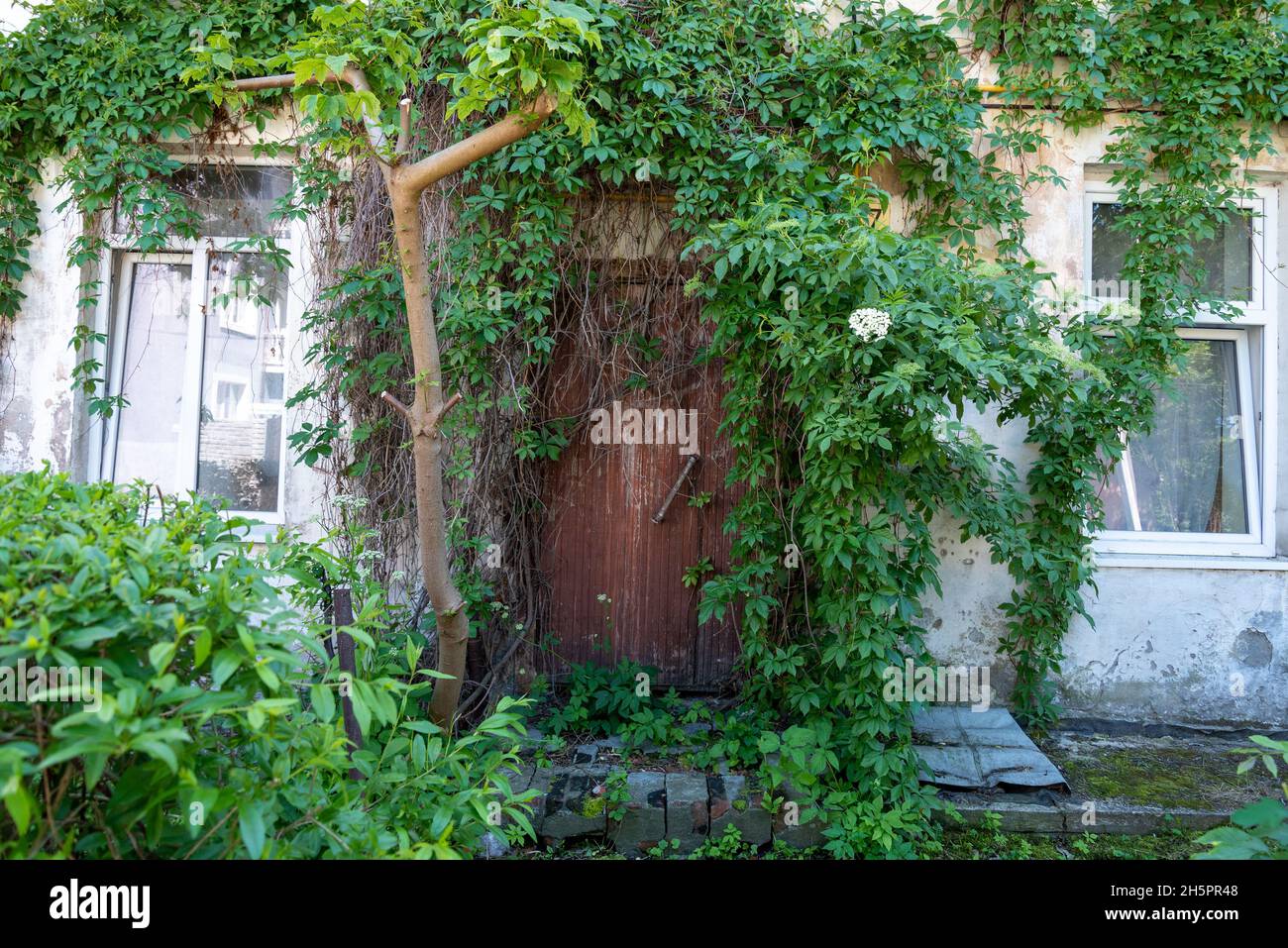 Wooden door with green leaves. Green leaf wall and old wood. An old ...