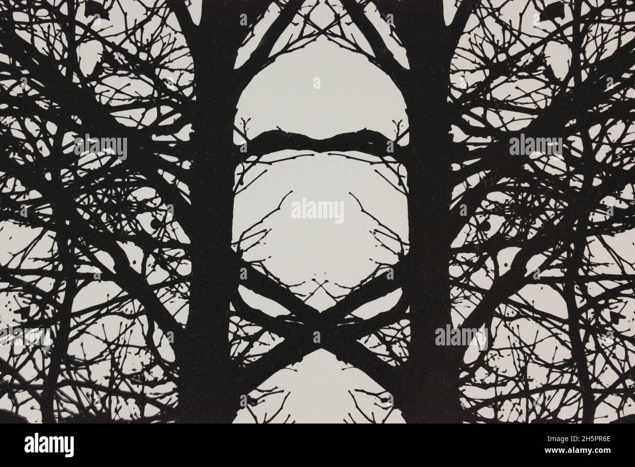 Black and white high contrast image of silhouettes of trees growing in ...