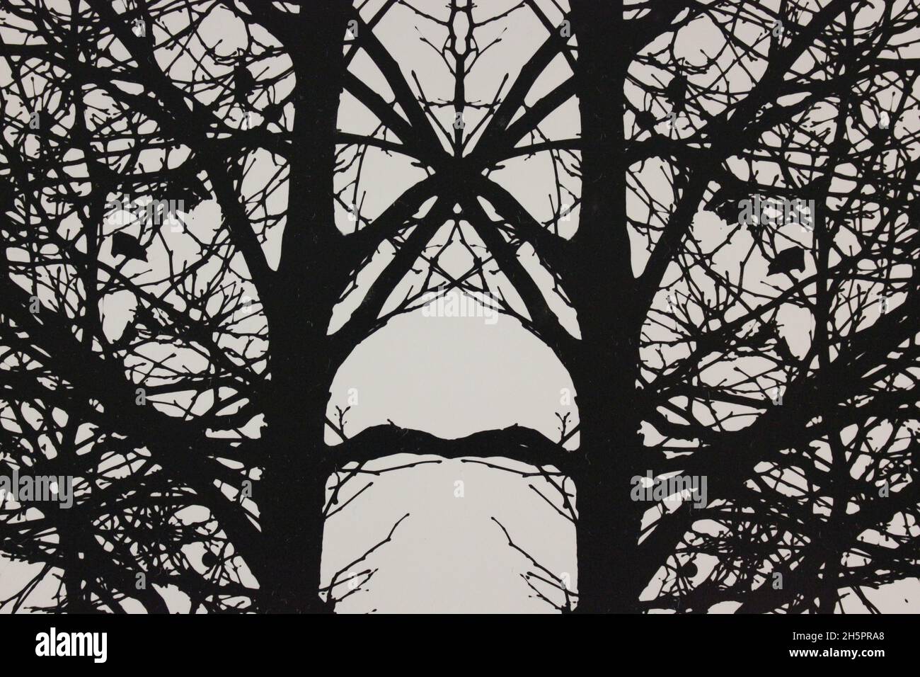 Black and white high contrast image of silhouettes of trees growing in ...