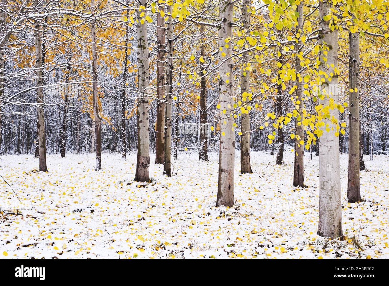 First snow in the aspen forest Stock Photo - Alamy