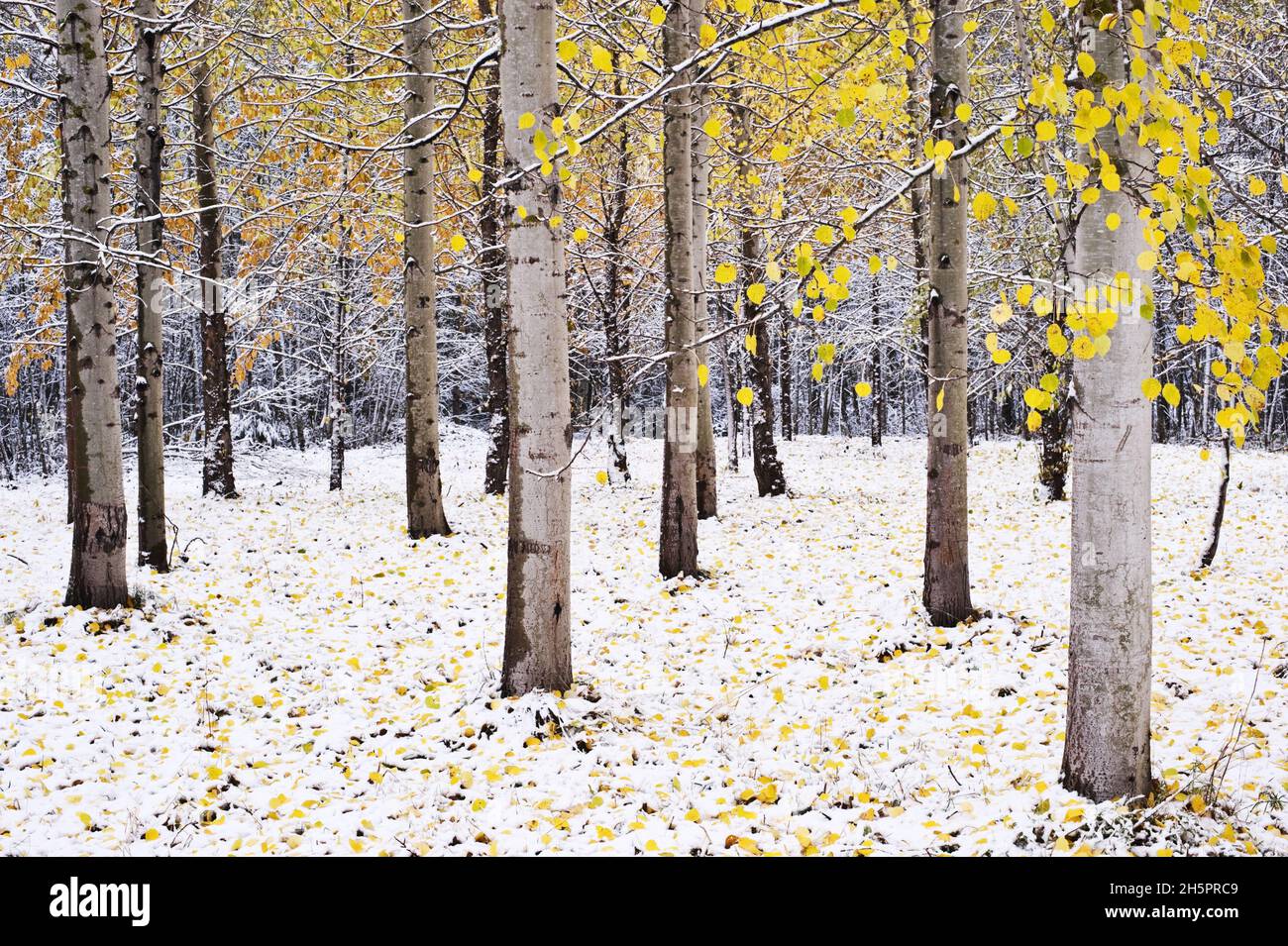 First snow in the aspen forest Stock Photo - Alamy