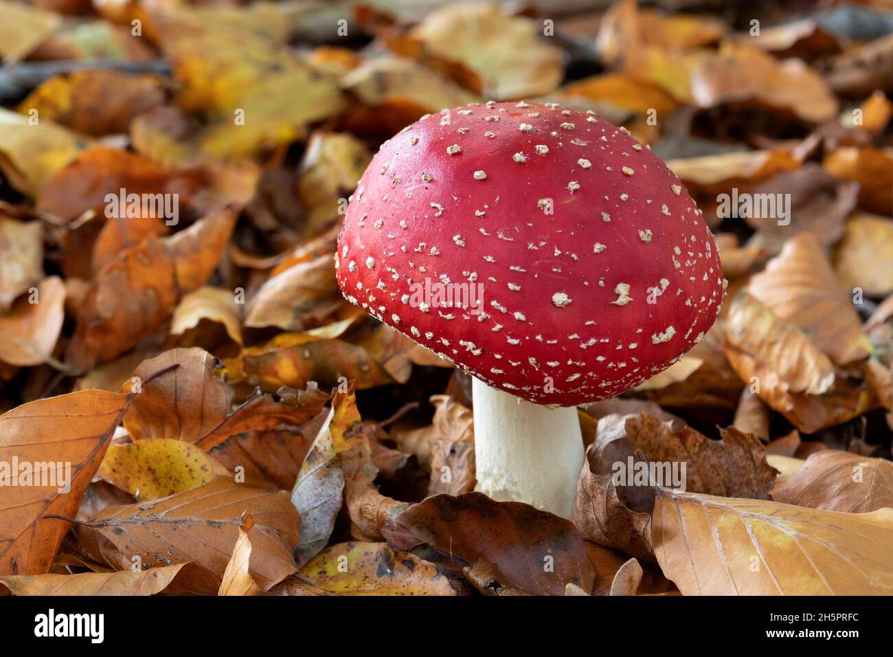 Single fresh Fly amanita mushroom in the woods close up Stock Photo - Alamy