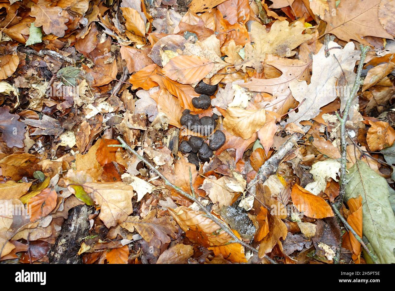 Wild boar pig poo in the forest, Tegel, Berlin, Germany Stock Photo - Alamy