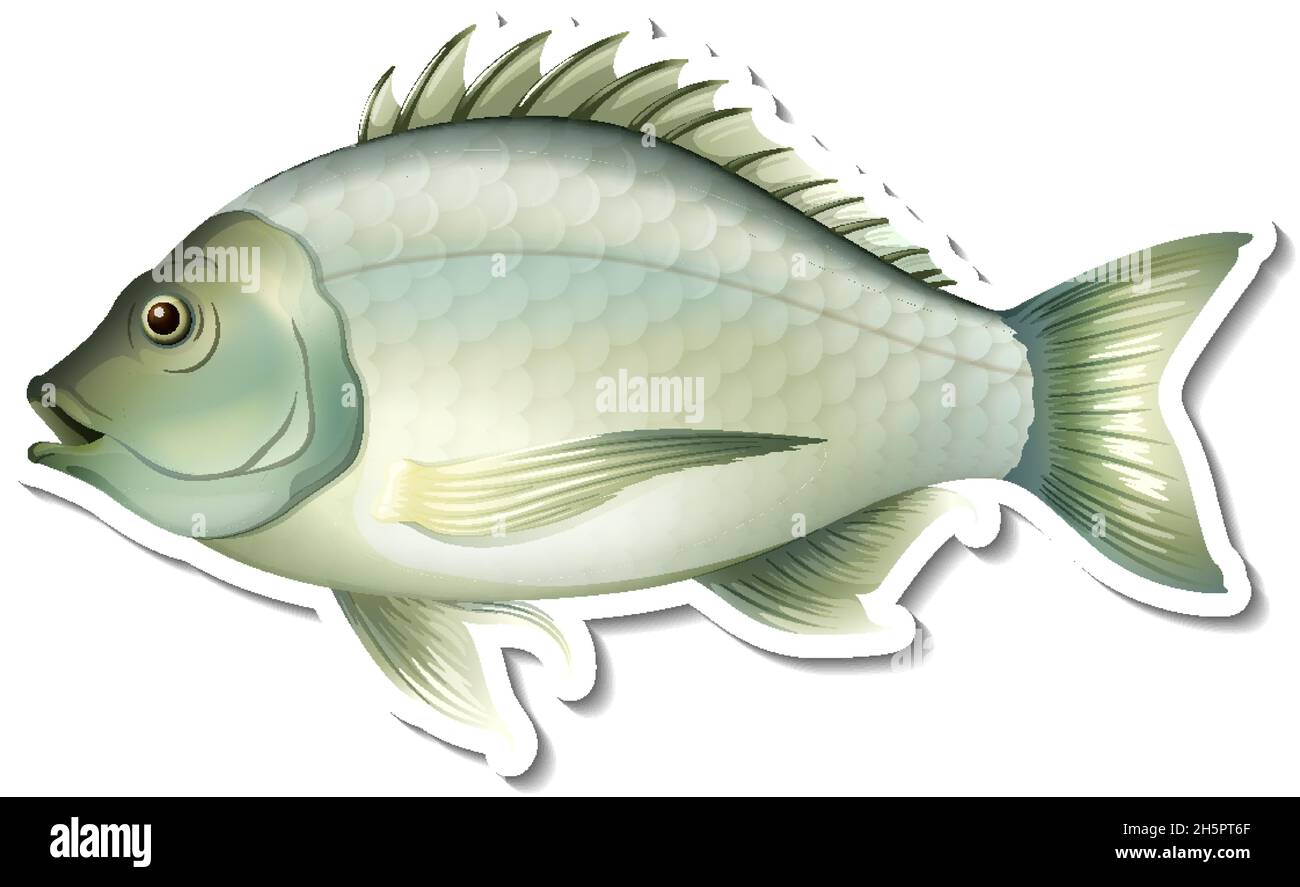 Black bream fish sticker on white background illustration Stock Vector ...