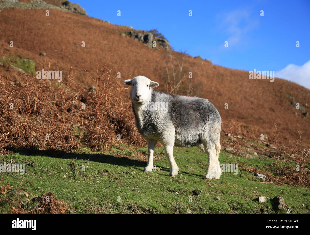 A single Herdwick Sheep on the Lake district fells, Cumbria, England ...