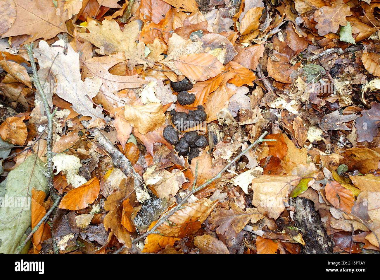 Wild boar pig poo in the forest, Tegel, Berlin, Germany Stock Photo - Alamy
