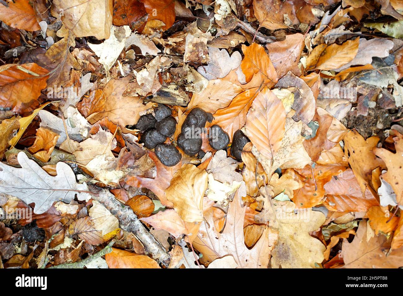 Wild boar pig poo in the forest, Tegel, Berlin, Germany Stock Photo - Alamy