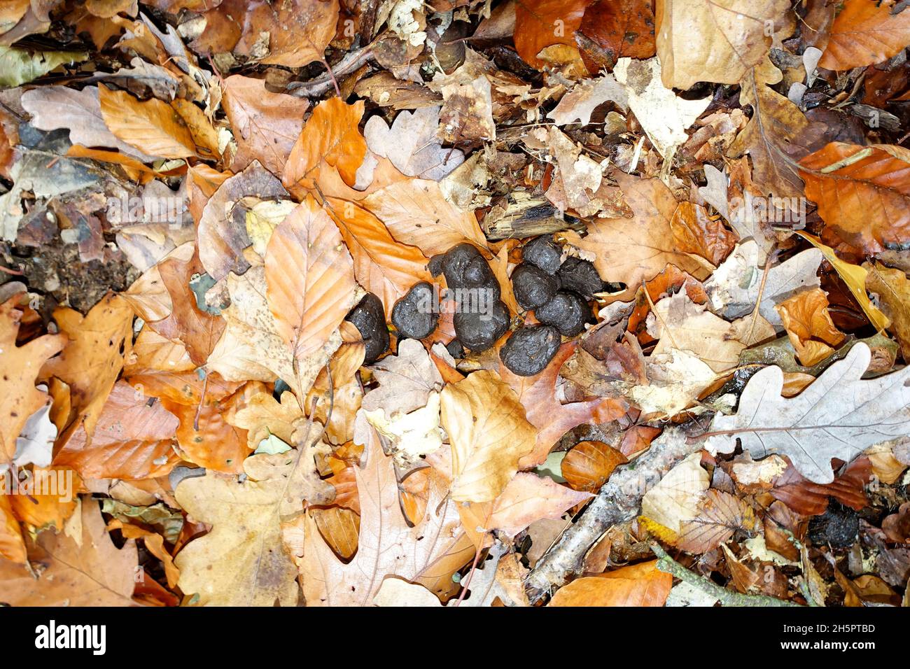 Wild boar pig poo in the forest, Tegel, Berlin, Germany Stock Photo - Alamy