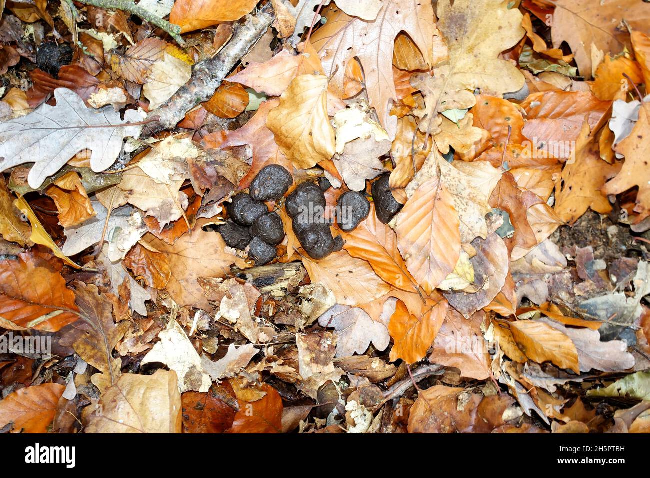 Wild boar pig poo in the forest, Tegel, Berlin, Germany Stock Photo - Alamy