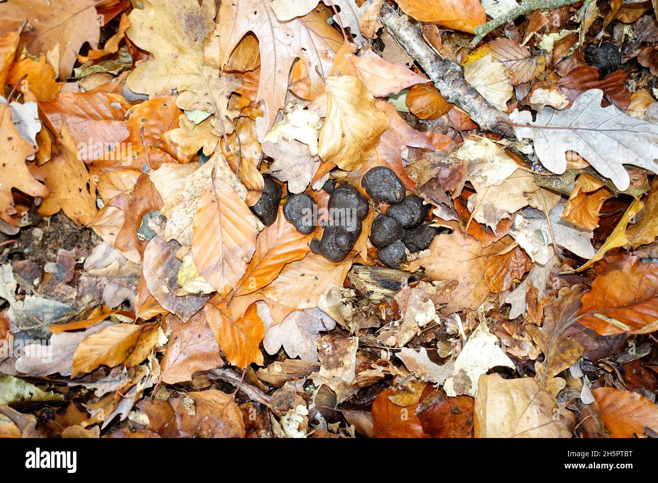 Wild boar pig poo in the forest, Tegel, Berlin, Germany Stock Photo - Alamy