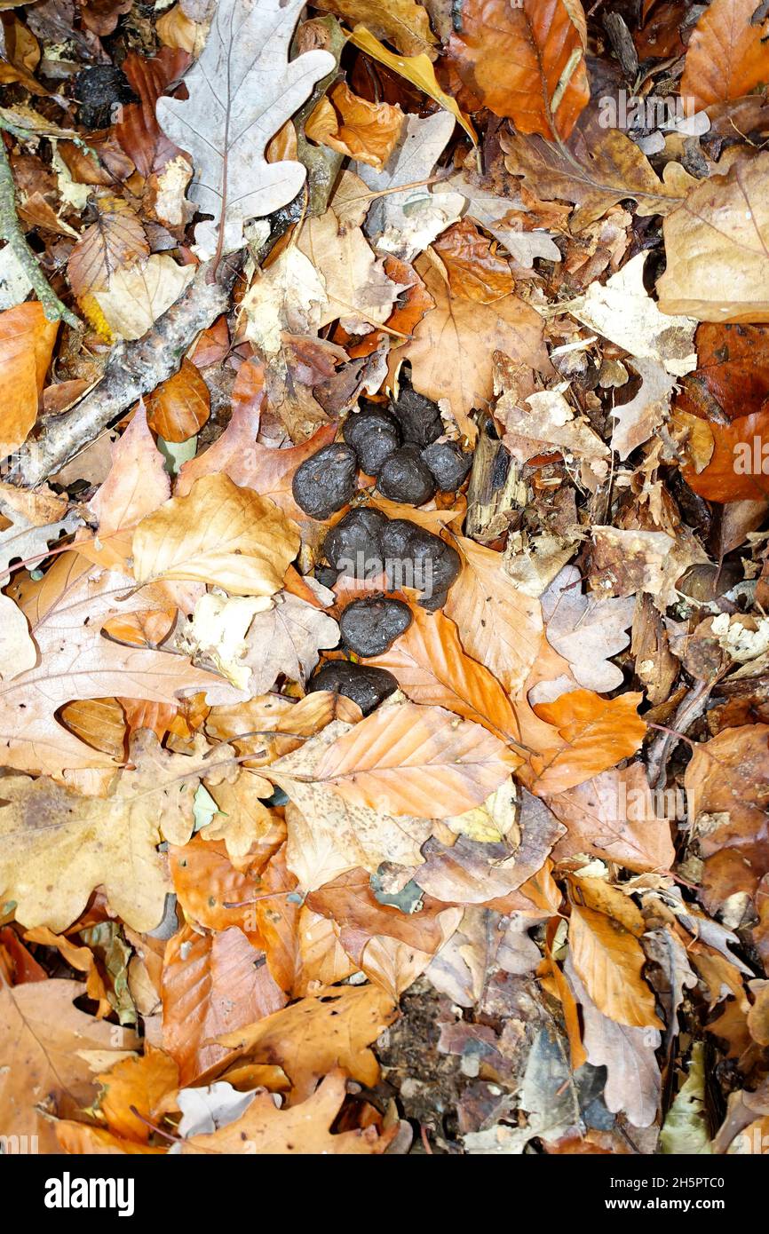 Wild boar pig poo in the forest, Tegel, Berlin, Germany Stock Photo - Alamy
