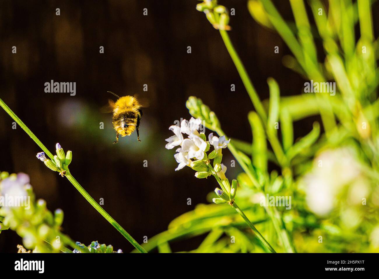 Closeup of the bee flying towards flowers. Selected focus Stock Photo ...