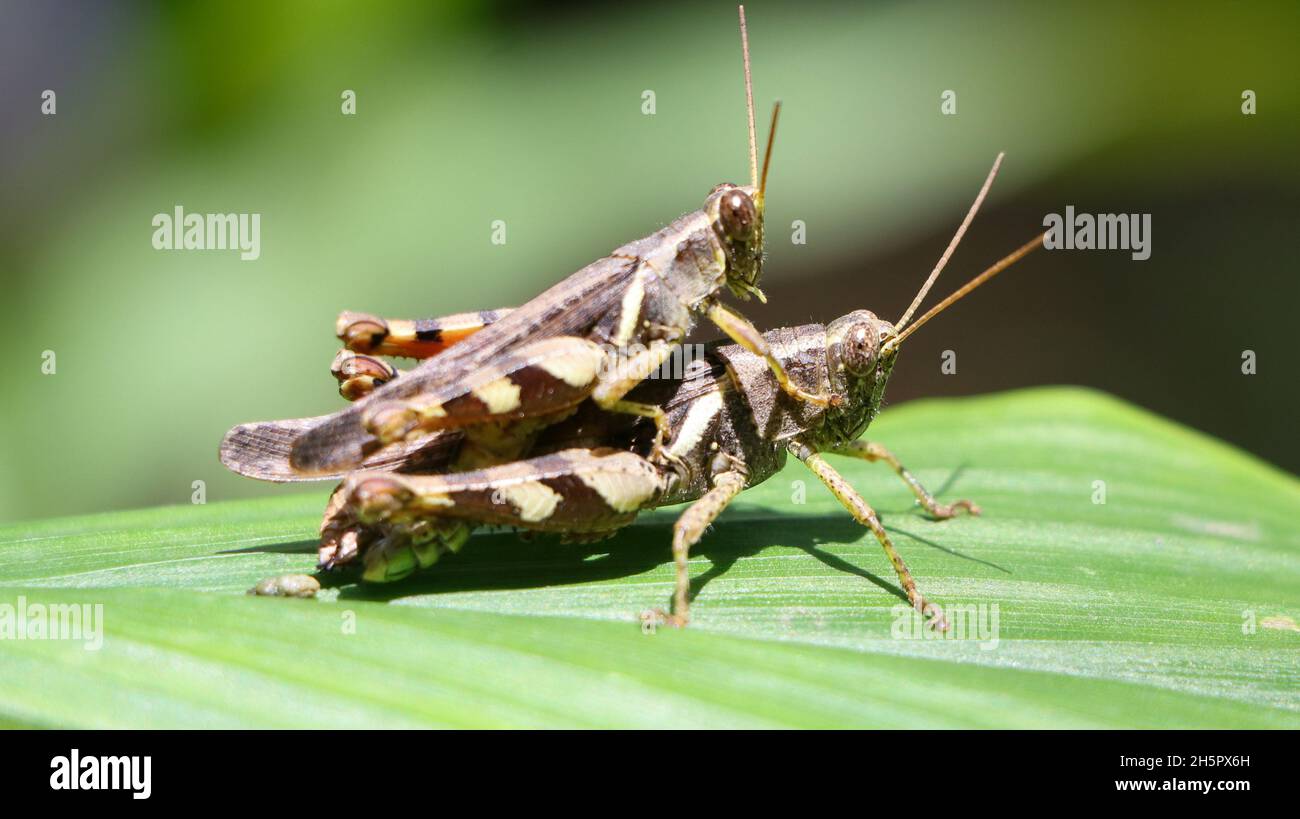 Grasshoppers wings hi-res stock photography and images - Alamy